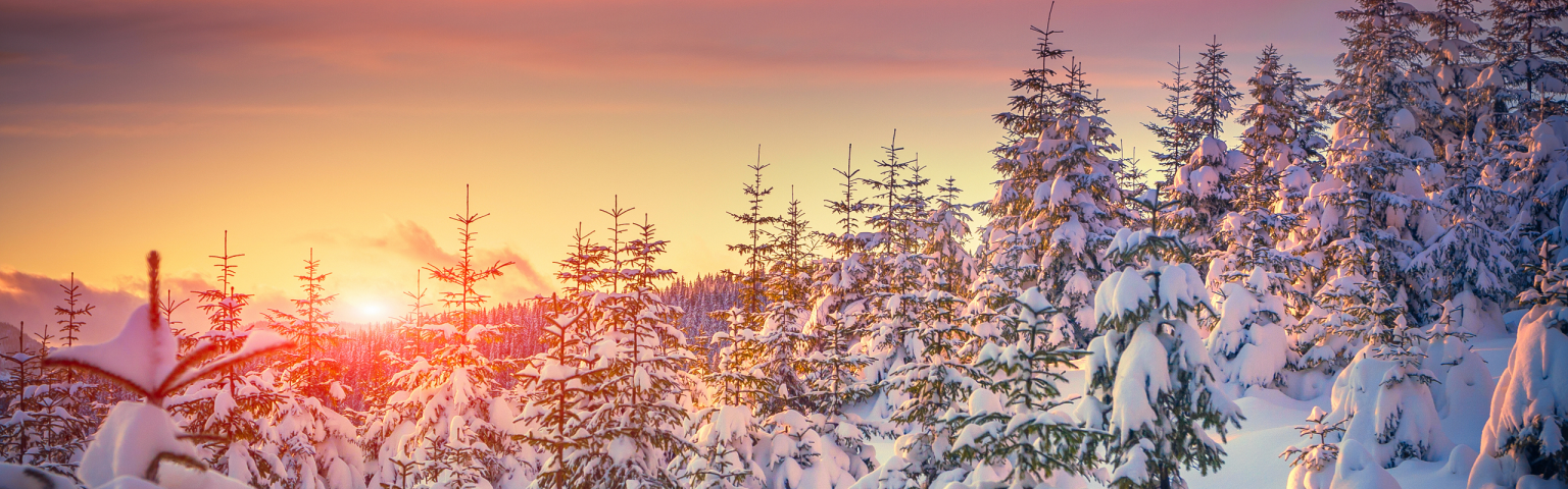 Meet the Team - InvesTech Research